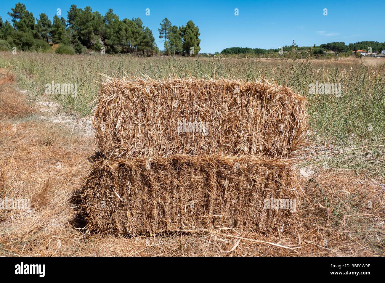 Straw bales in a farm field after harvesting for animal feed Stock ...