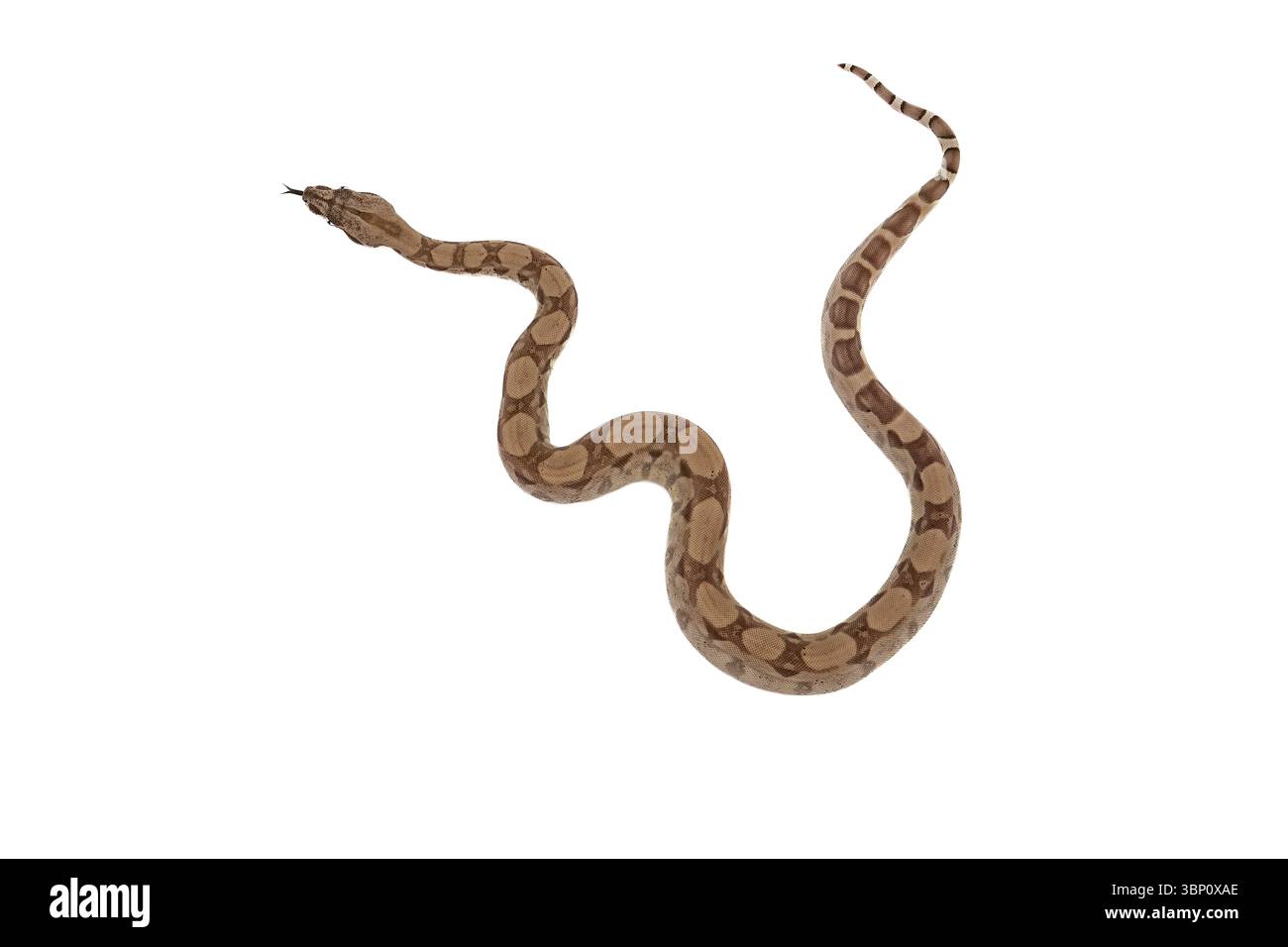 Young Ghost Boa Constrictor Slithering with Tongue Out on White ...