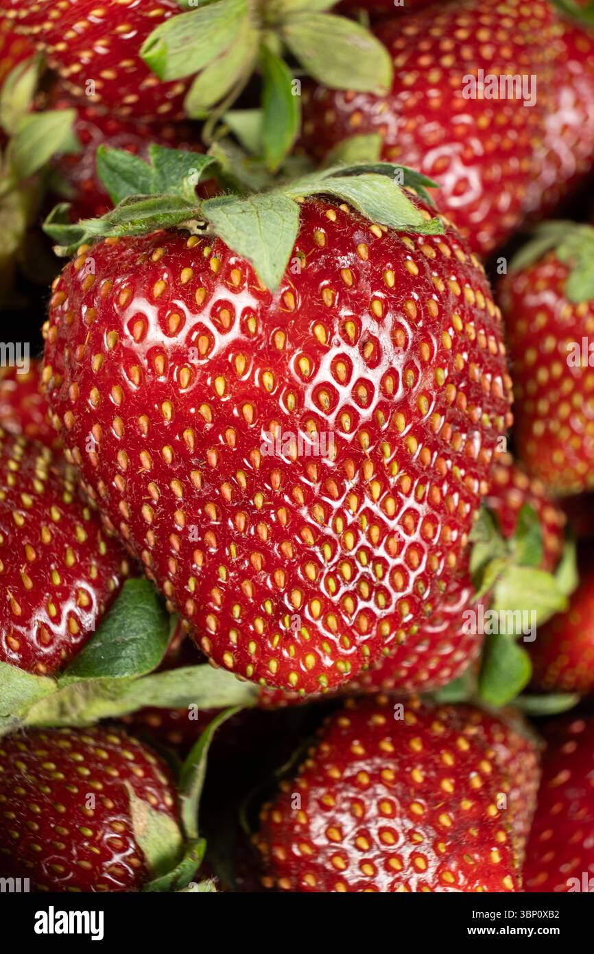 Detailed look at strawberries. Perfect natural fruit surface and color ...