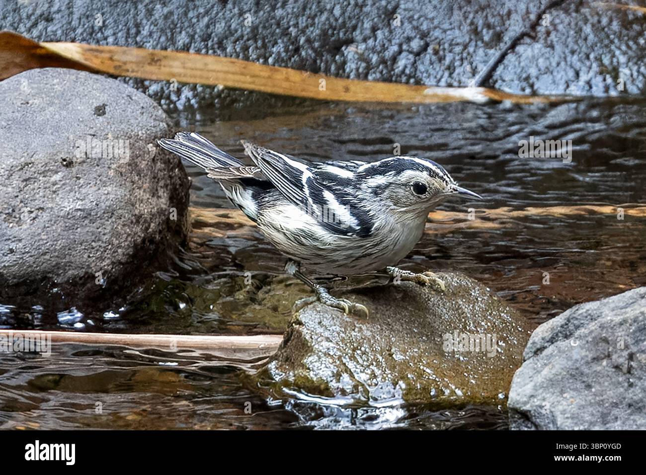 Black-and-White Warbler, Parque Ecologico Bosque de Cinquera, El ...