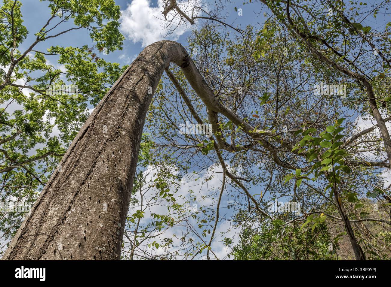 Curved tree with thorns, Parque Ecologico Bosque de Cinquera, El ...