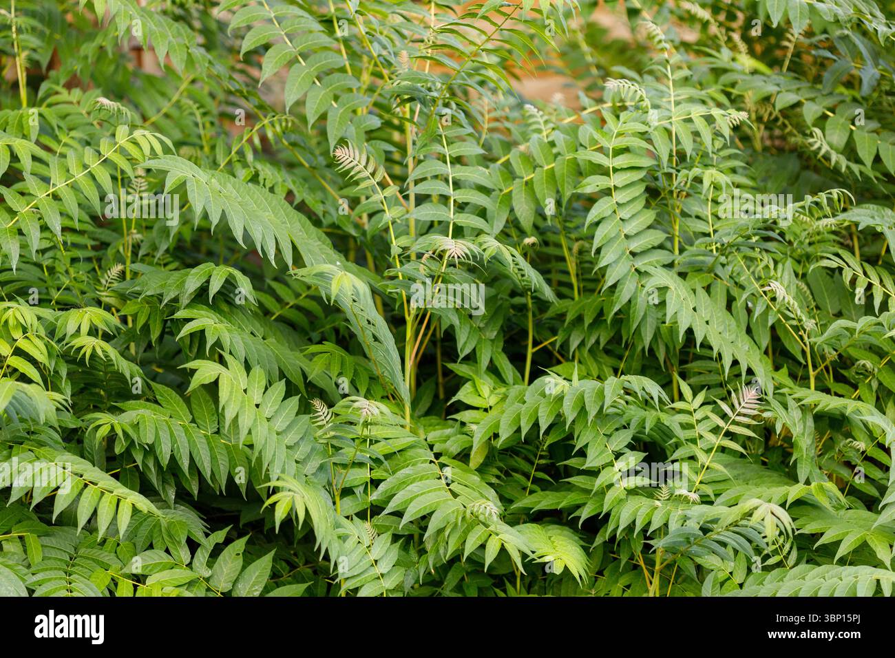 Dense grouping of green sumac plants with pinnate leaves. Overlapping ...