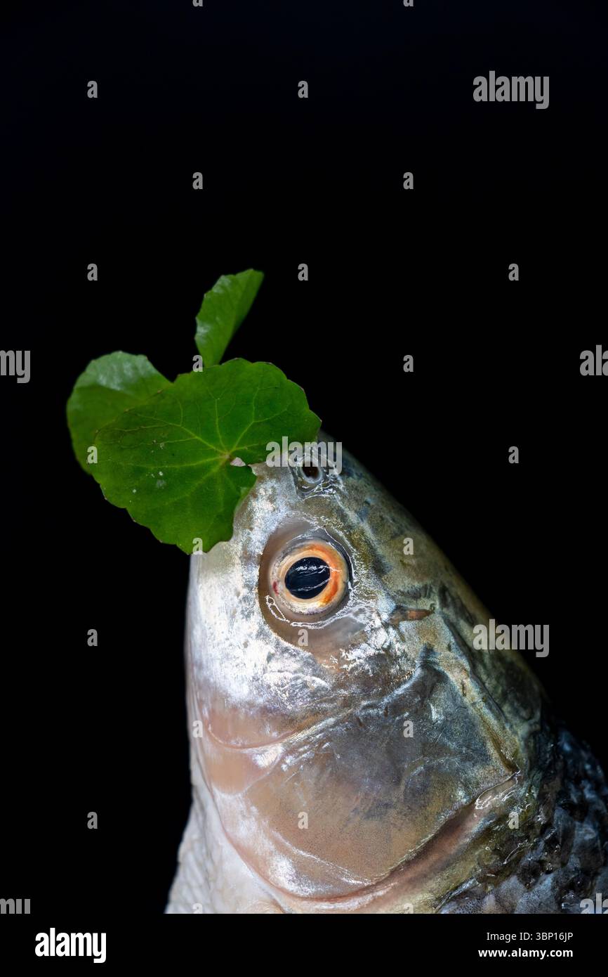 Fresh slice raw Rohu fish head isolated on white background Stock Photo ...