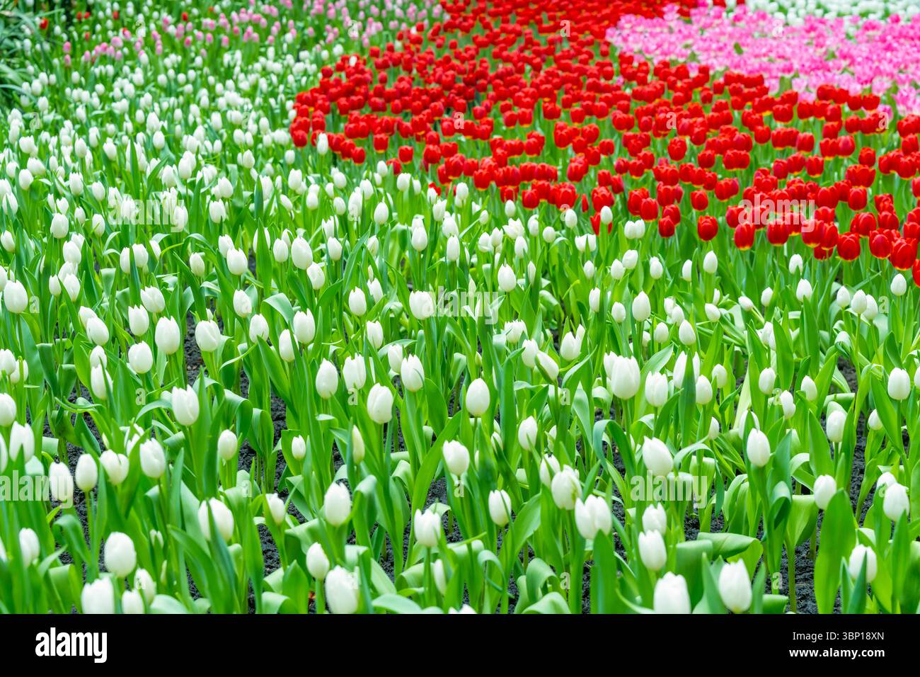 The garden field with tulips of various bright rainbow color petals ...