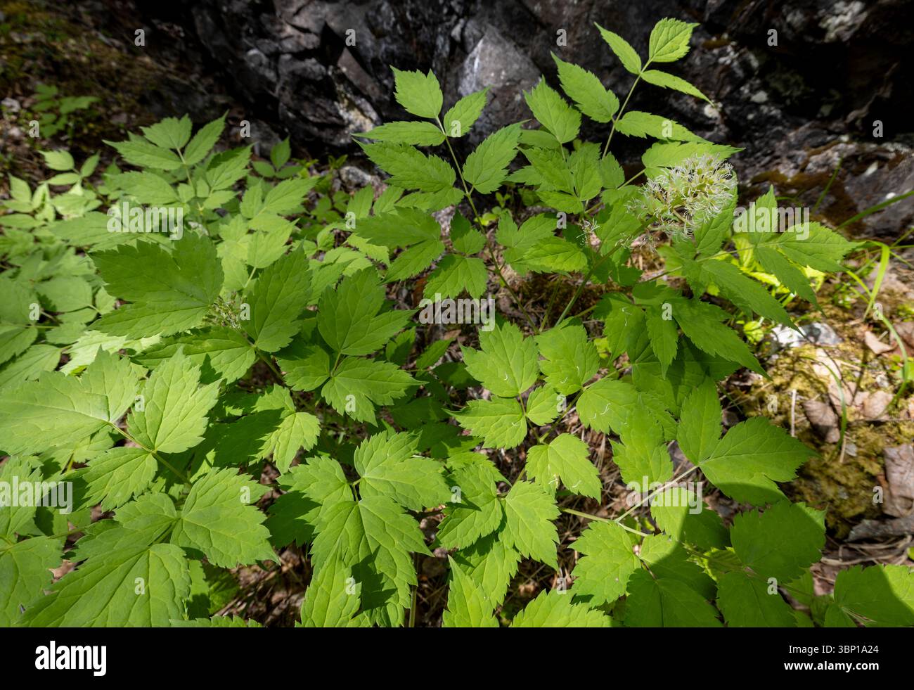 Poisonous plants poisonous toxic baneberry hi-res stock photography and ...