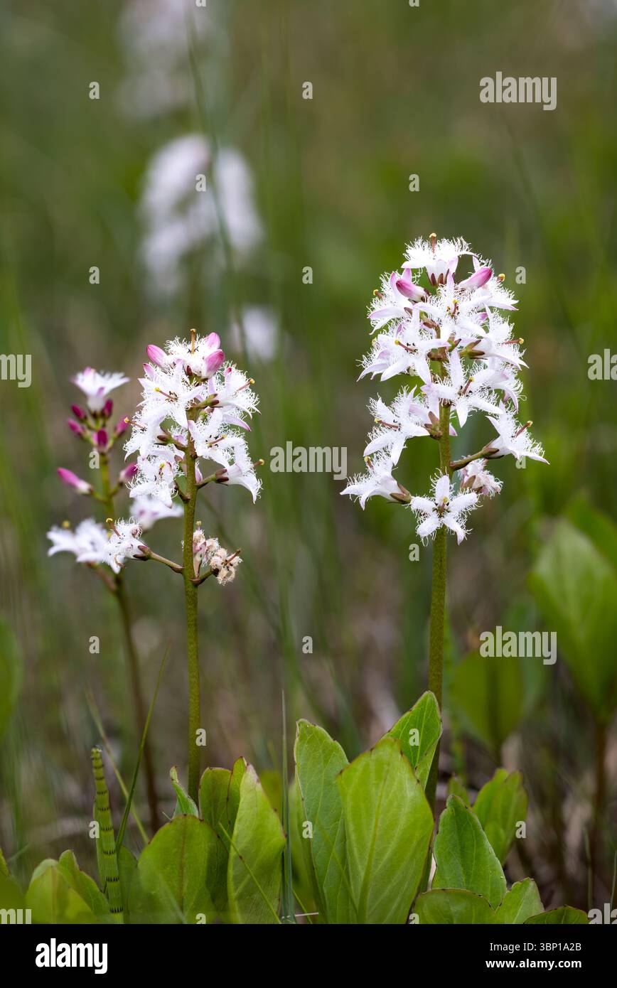 White flowering bog plants hi-res stock photography and images - Alamy