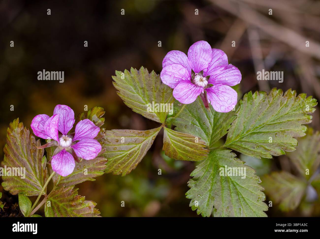 Arctic bramble flowering Stock Photo - Alamy