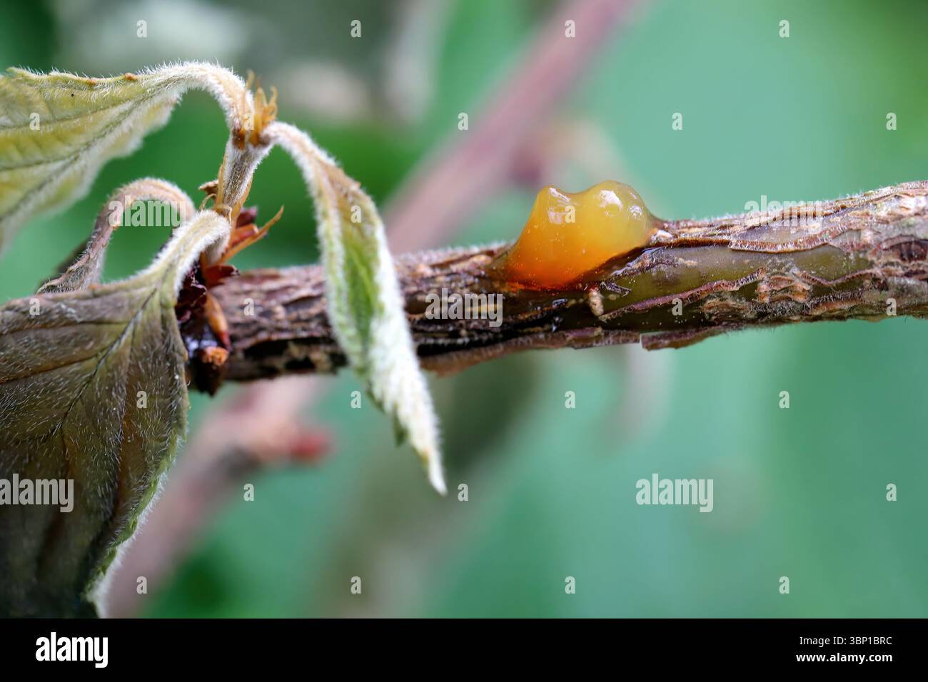 Sap leaking from weeping cherry, branches dying, disease fungal or ...