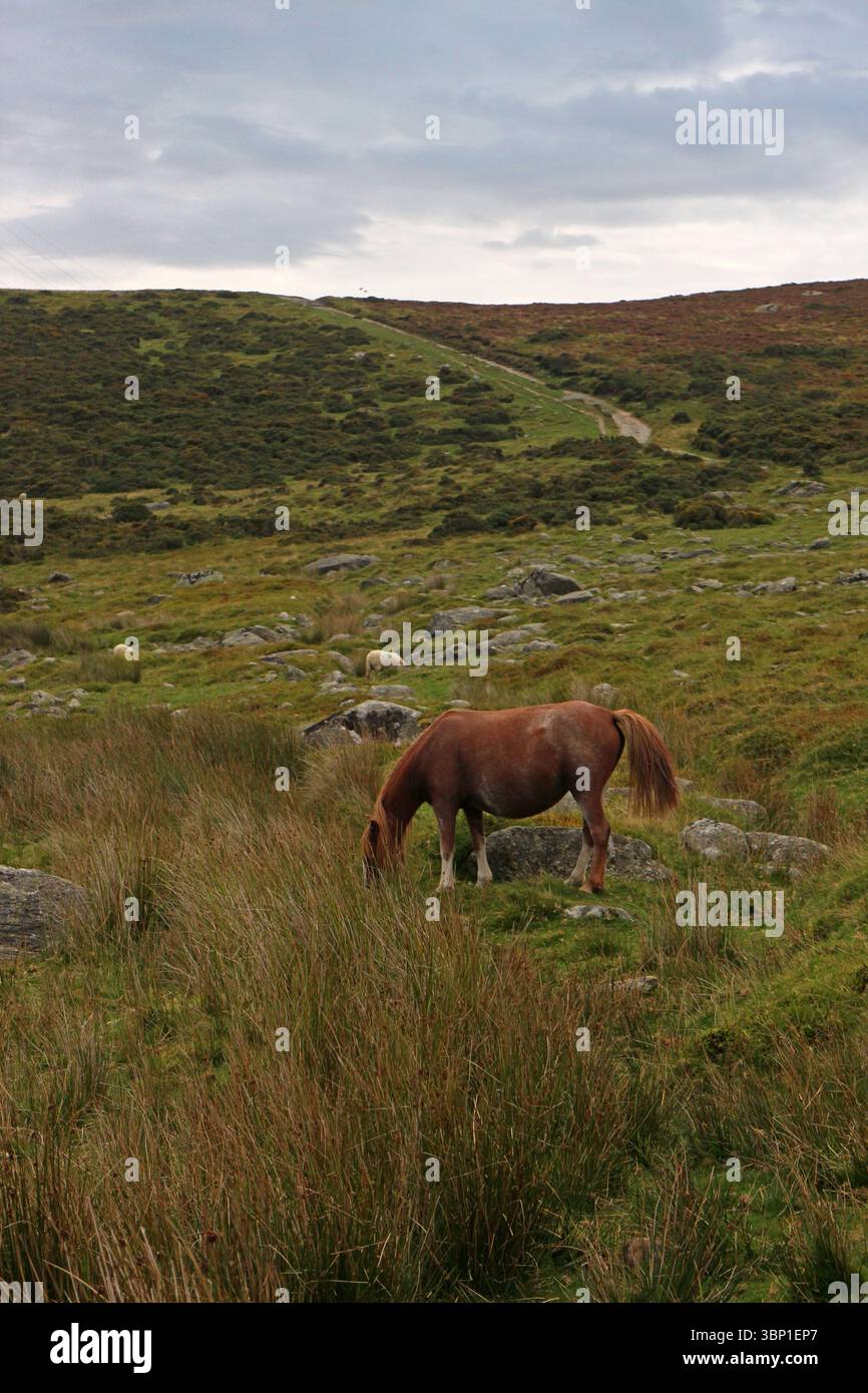 Carneddau pony foal hi-res stock photography and images - Alamy