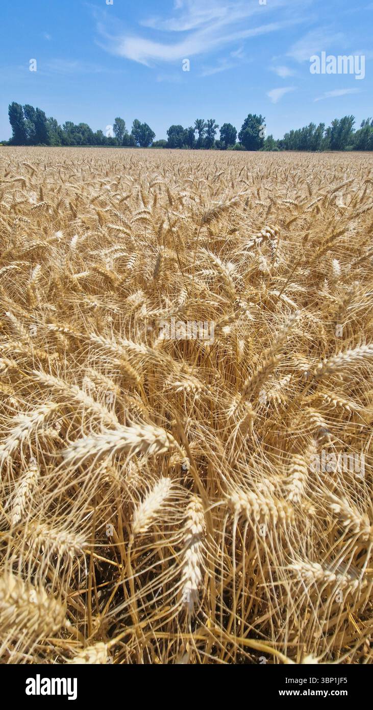 Wide golden wheat field under a clear blue summer sky. Fully grown ears ...