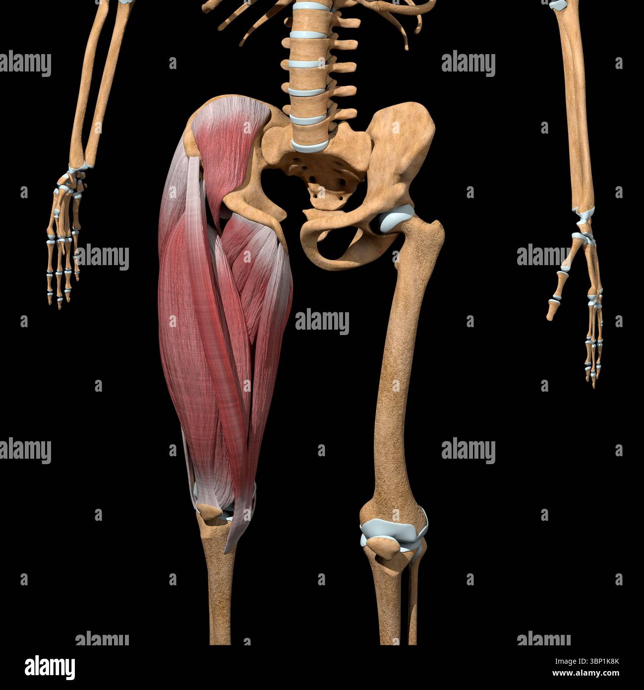 This 3d illustration shows the Thigh muscles group on skeleton Stock ...