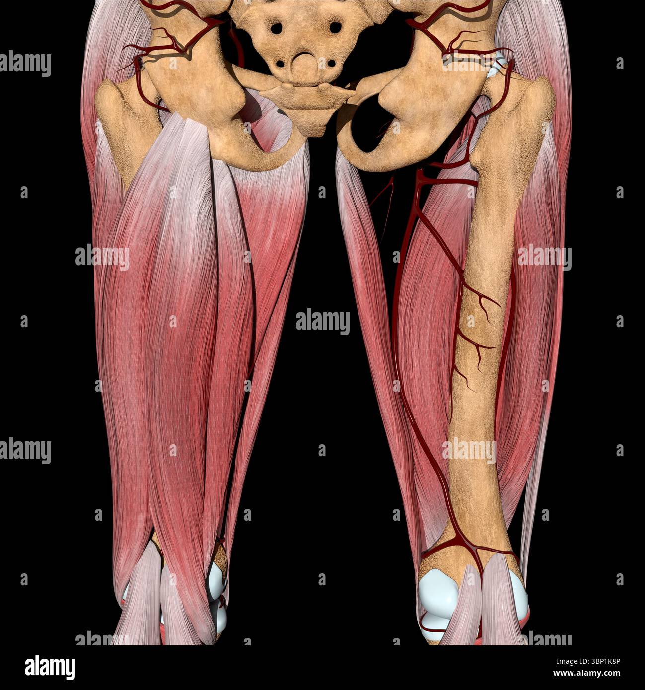 This 3d illustration shows the femoral artery in back view Stock Photo ...