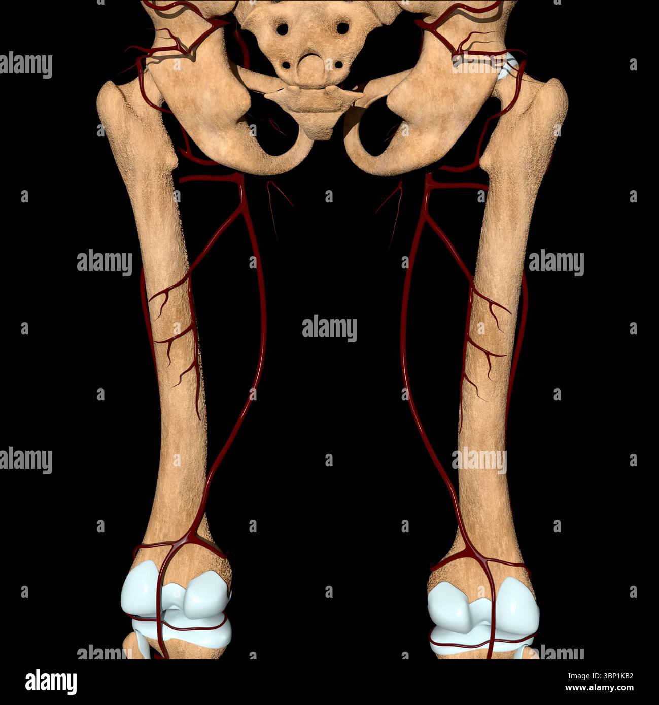 This 3d illustration shows the femoral artery on bones in back view ...