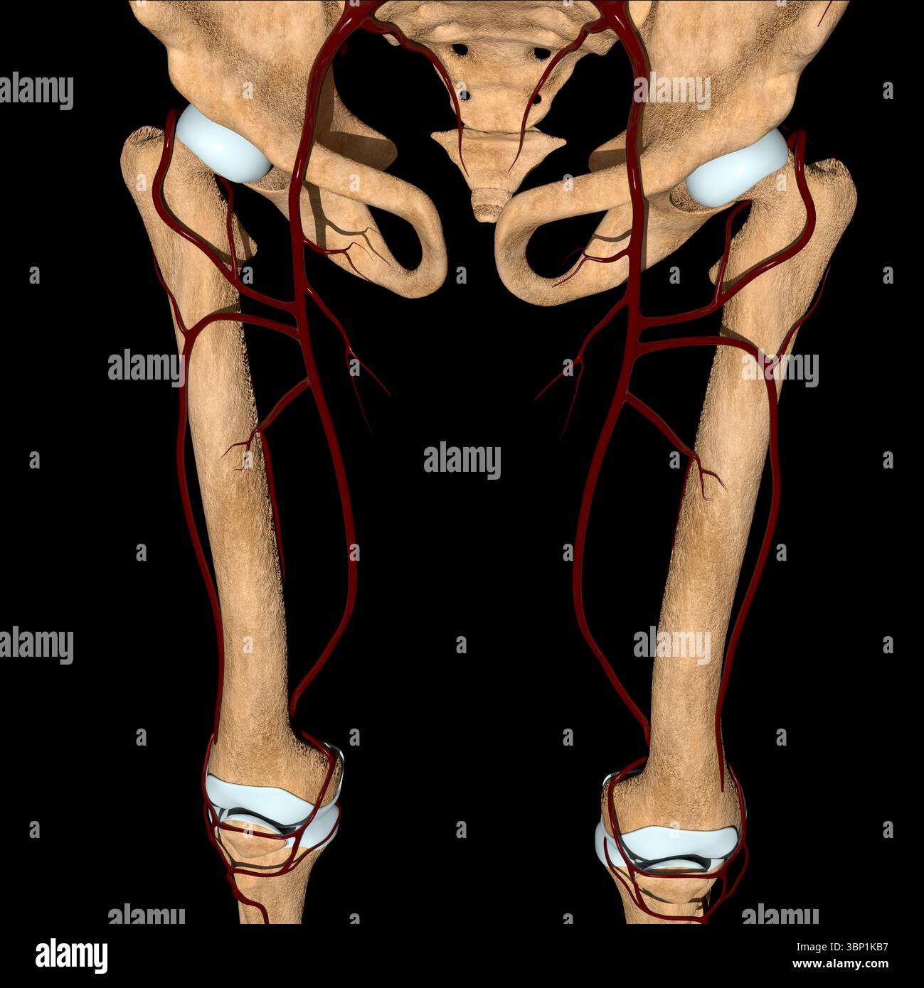 This 3d illustration shows the femoral artery on bones Stock Photo - Alamy