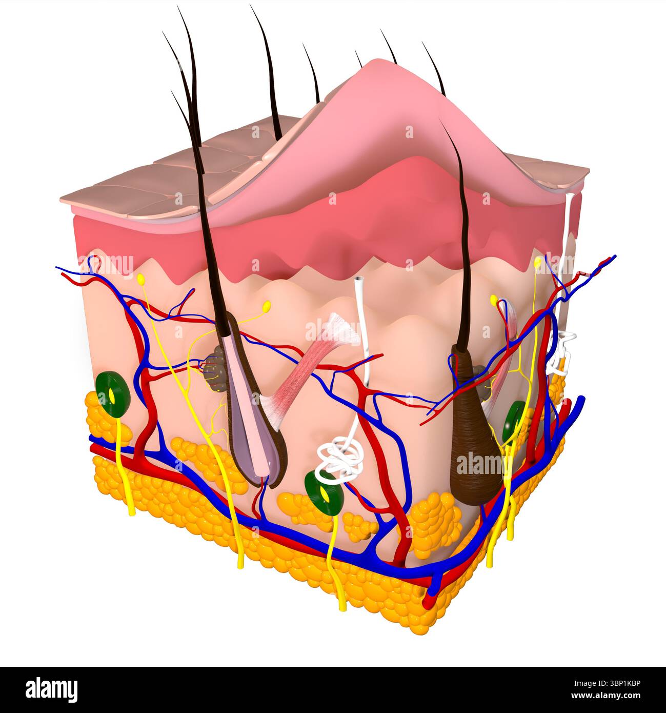 Human integumentary system hi-res stock photography and images - Alamy