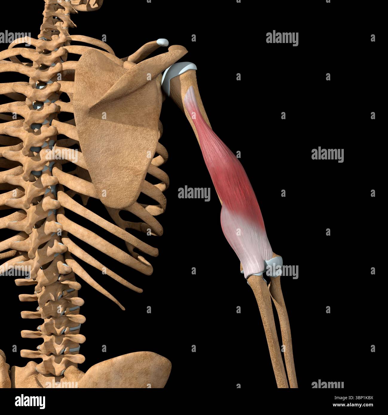 This 3d illustration shows the lateral head of the triceps muscles on ...