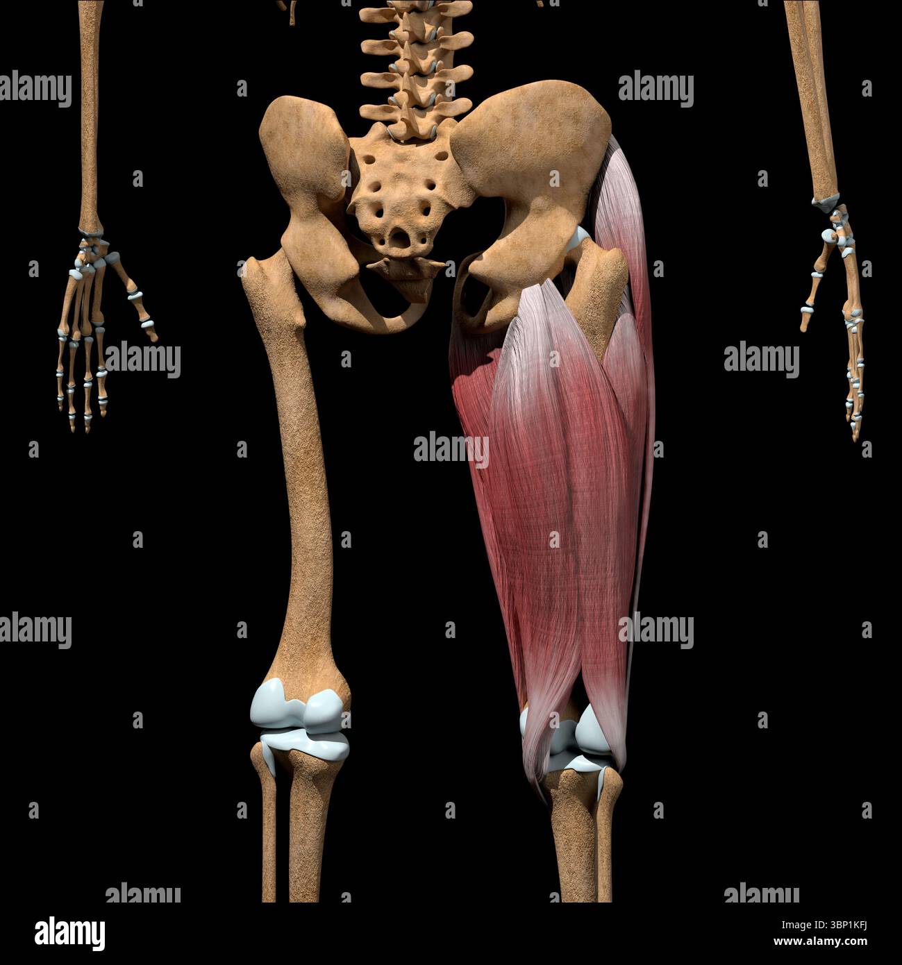 This 3d illustration shows the Thigh muscles group on skeleton in back ...