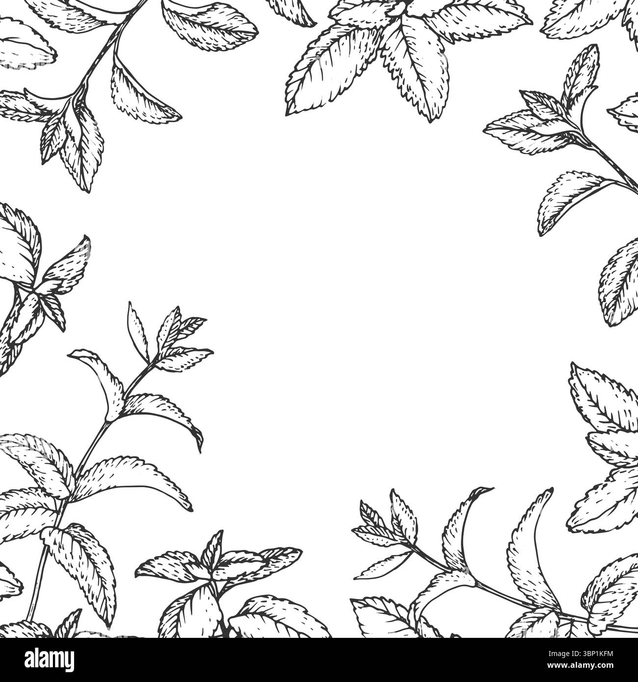 Mint branches frame. Vector border hand drawn with ink Stock Vector ...