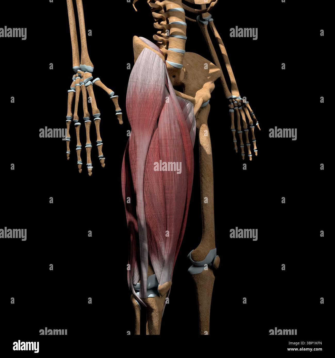 This 3d illustration shows the Thigh muscles group on skeleton in side ...