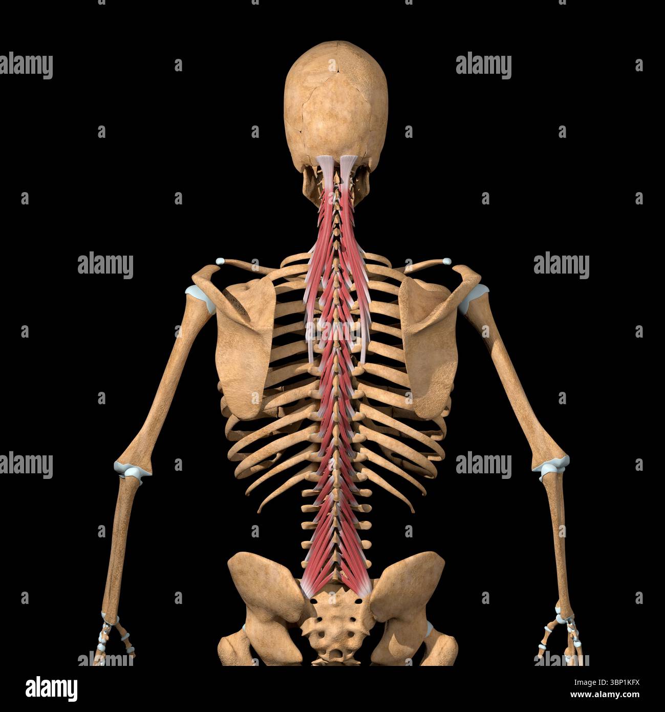 Full body view deep tissue hi-res stock photography and images - Alamy