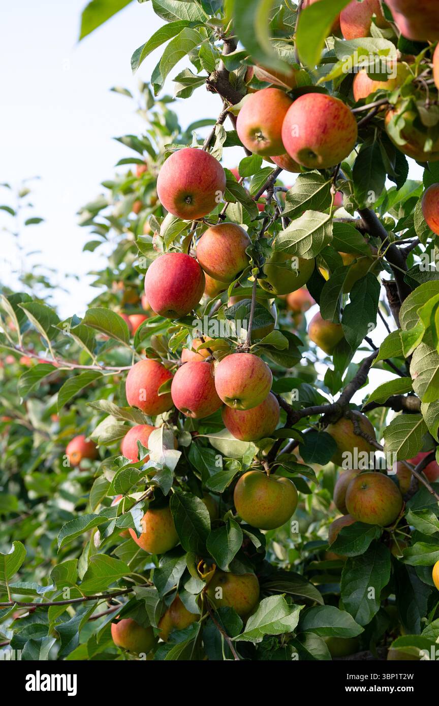Apple Tree With Red Ripe Healthy Fruits, Plantation Of Apples, Harvest ...