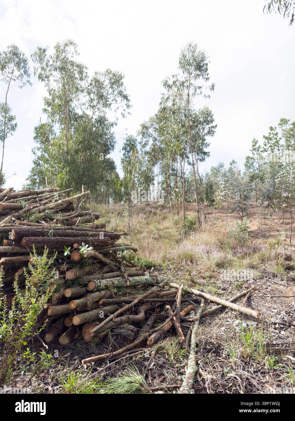 Deforestation logging operation aerial view hi-res stock photography ...