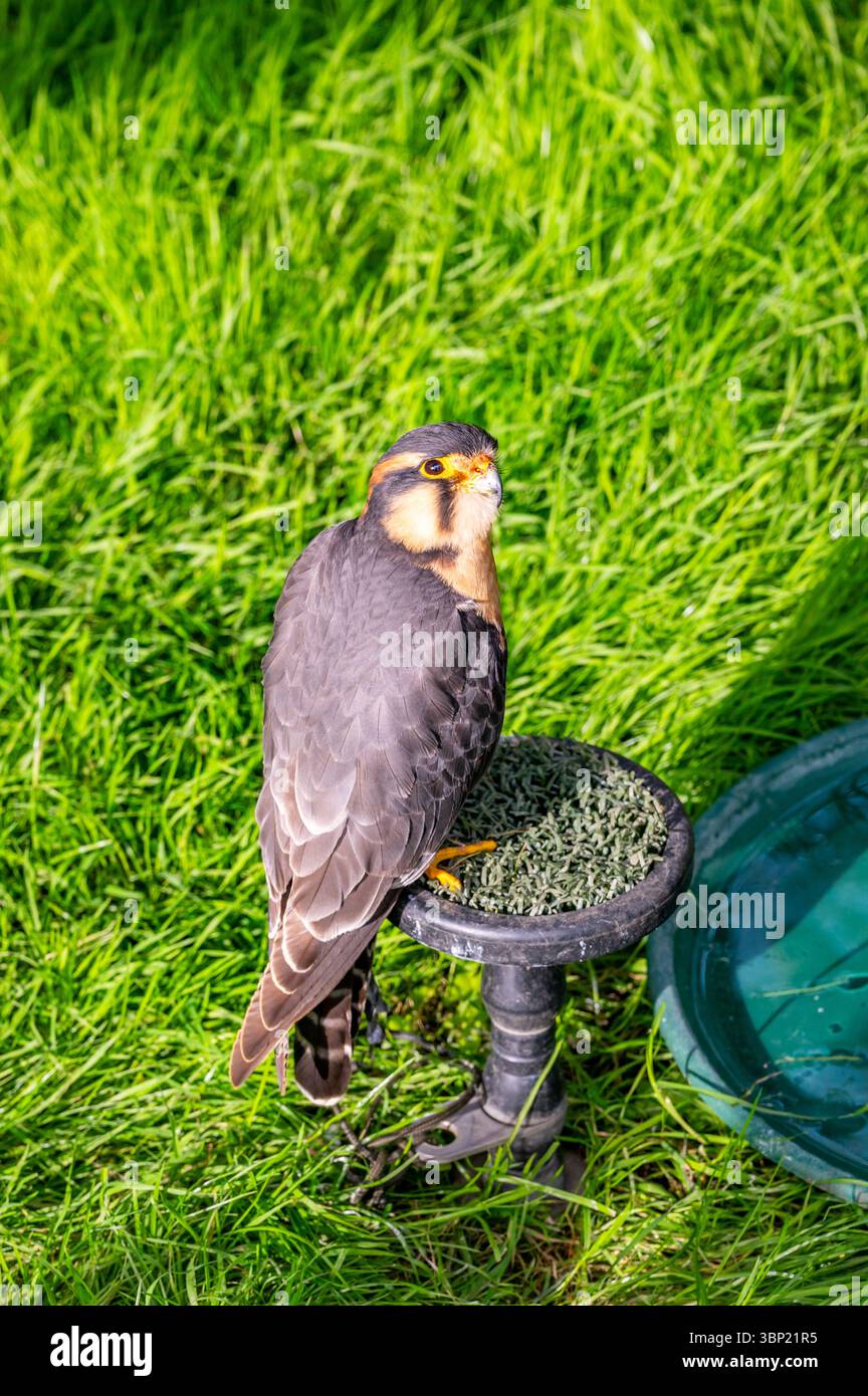 An Aplomado Falcon (Falco femoralis) on a perch for a falconry display ...