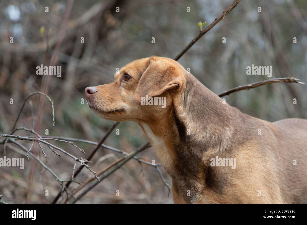 Mixed forest italy hi-res stock photography and images - Alamy
