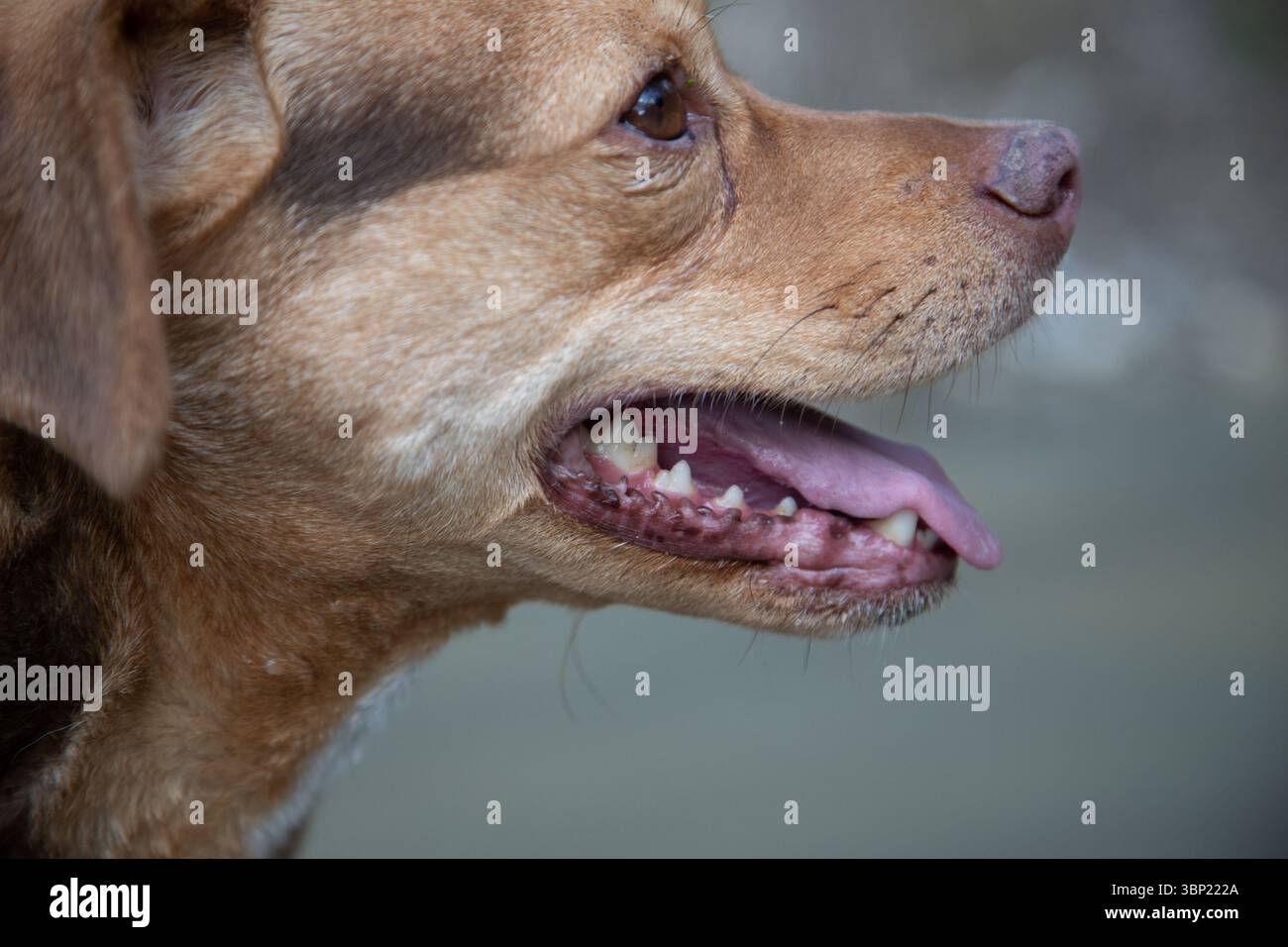 Mixed breed dogs Stock Photo - Alamy