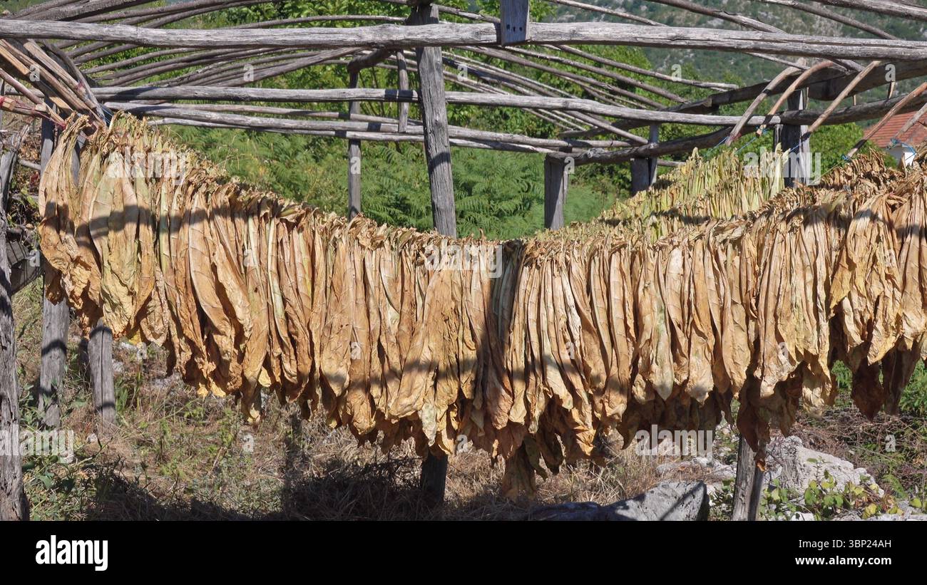 Tobacco leaves hang and dry on sun Stock Photo - Alamy