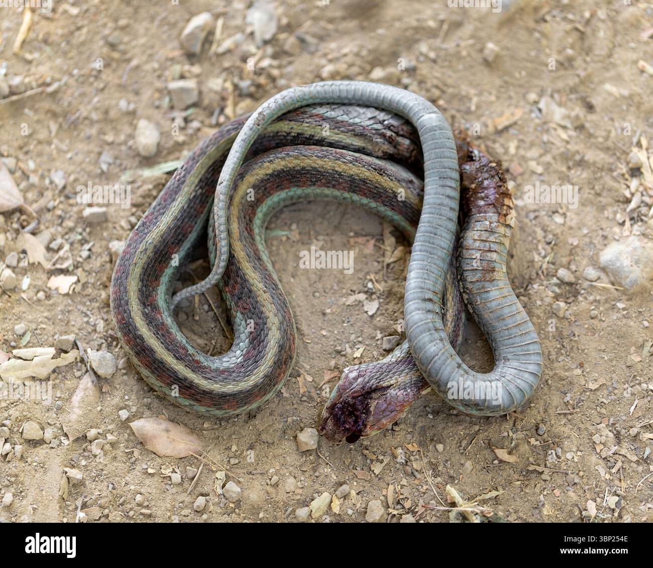 California red sided gartersnake hi-res stock photography and images ...