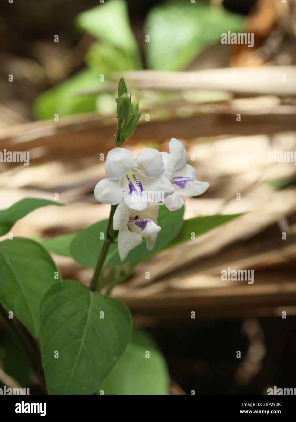 Asian petals hi-res stock photography and images - Alamy