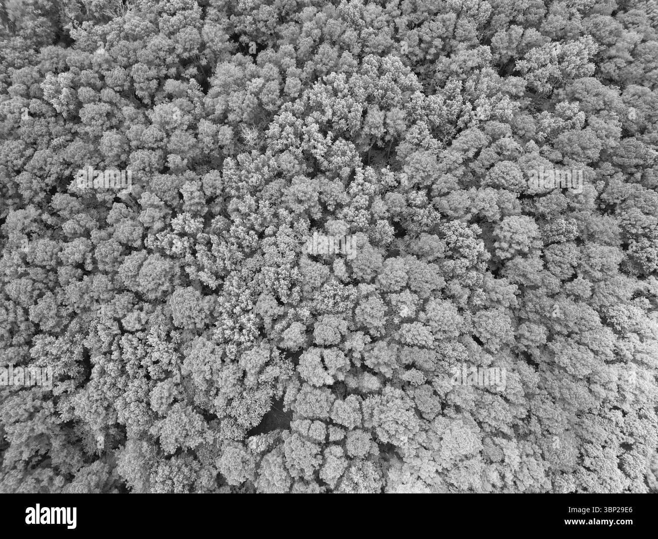 Summer landscape with green tree in natural forest with scenery aerial ...