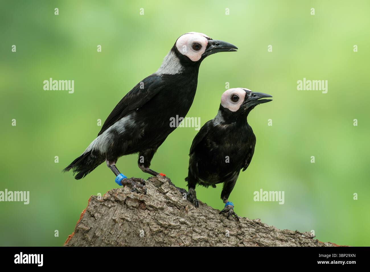 Coleto, Sarcops calvus Stock Photo - Alamy