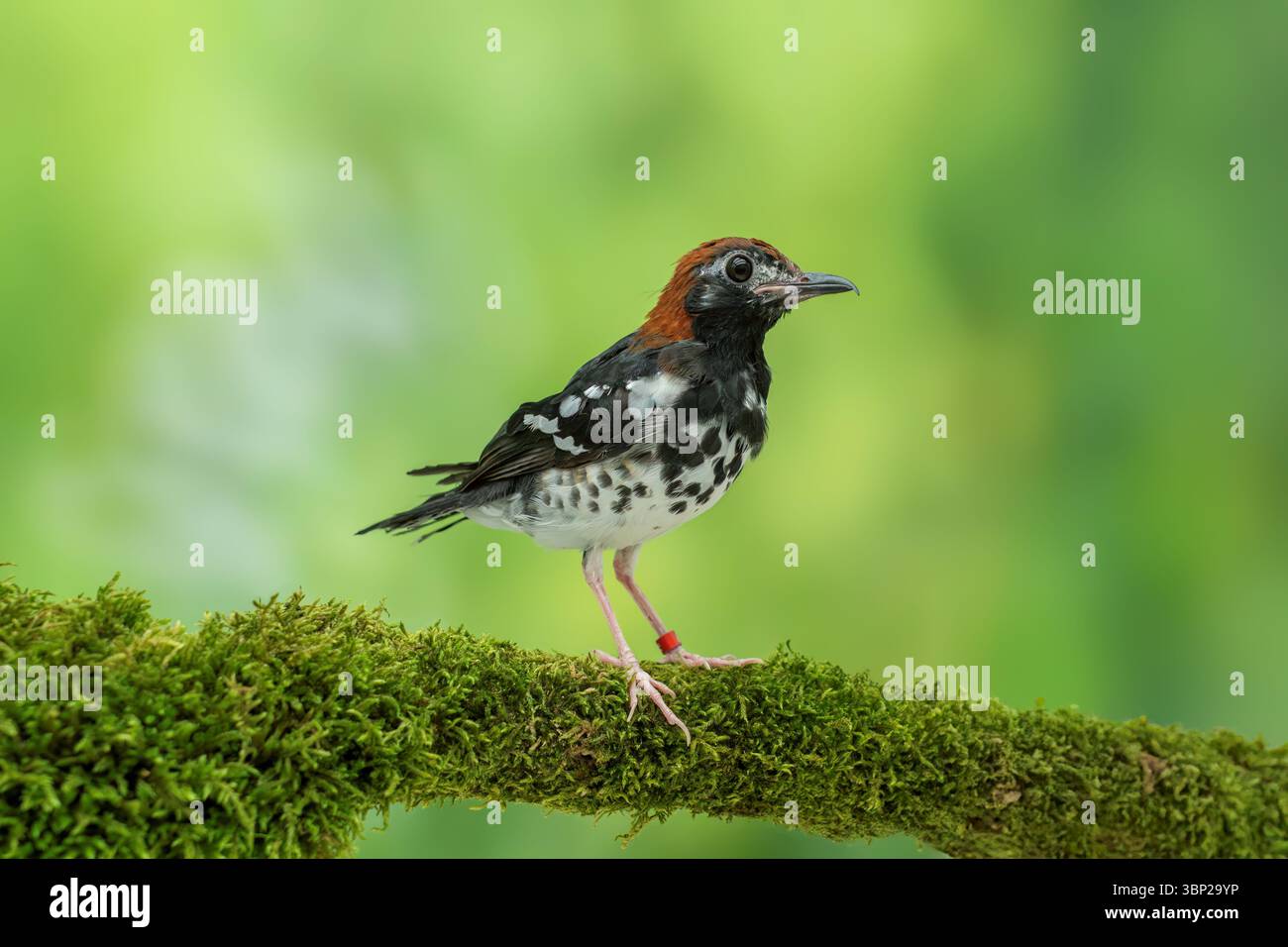 Chestnut-capped Thrush Geokichla interpres Stock Photo - Alamy