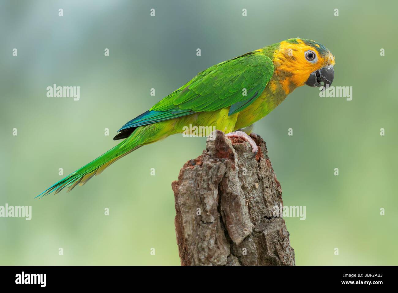 Maisparkiet hi-res stock photography and images - Alamy