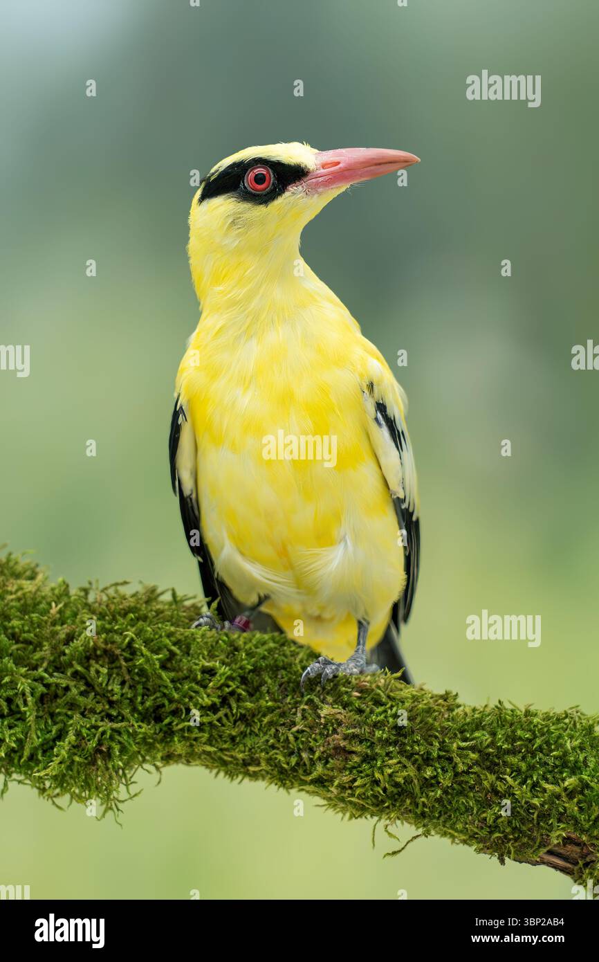 Oropendola africana hi-res stock photography and images - Alamy