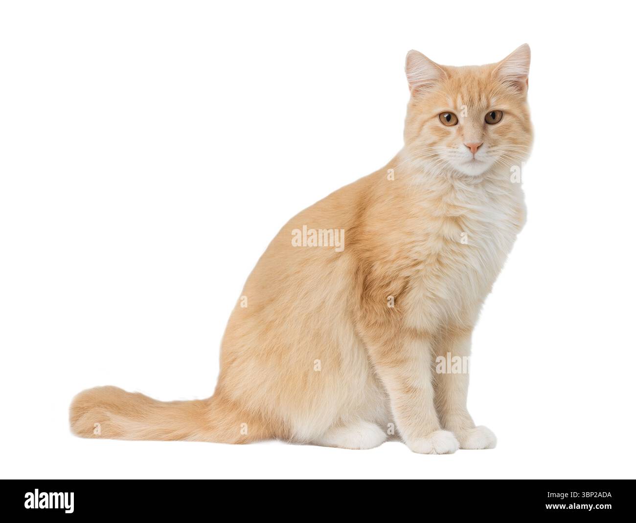A light orange cat sits upright against a solid black background ...