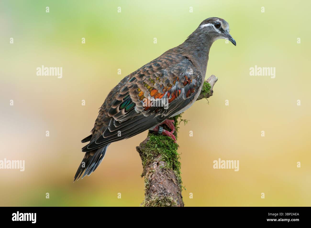 common bronzewing Phaps chalcoptera Stock Photo - Alamy