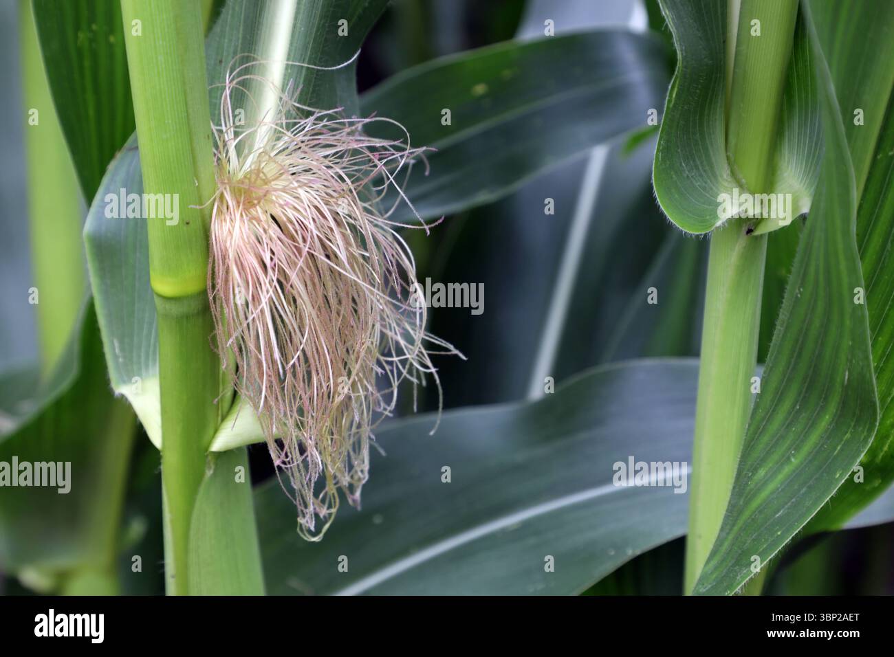 Mais auf Anbauflächen Mais während der Wachstumsphase im Juli eines Jahres *** Maize on ...