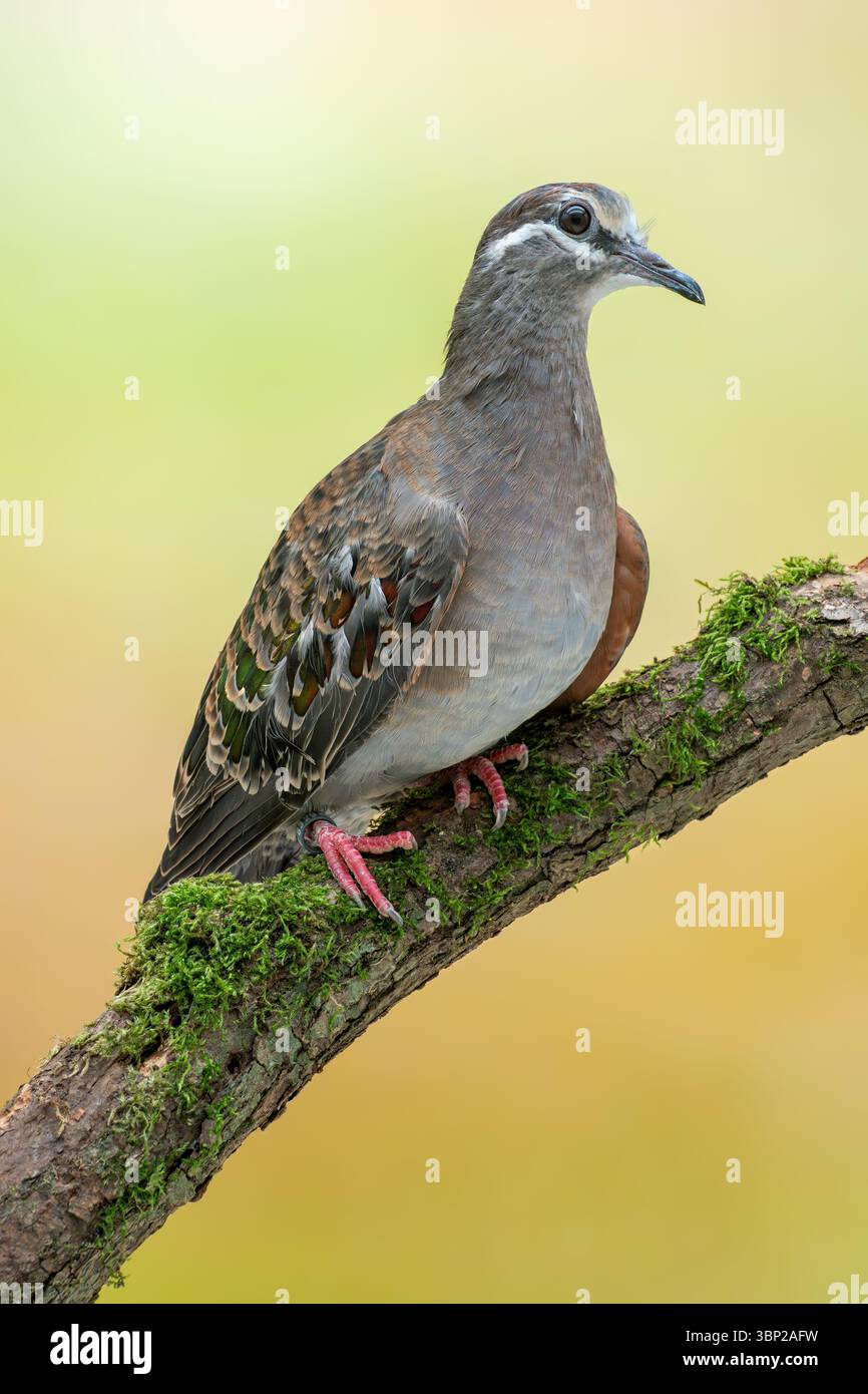 common bronzewing Phaps chalcoptera Stock Photo - Alamy