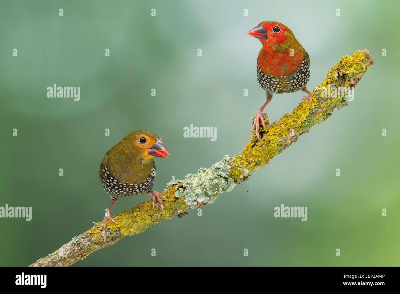 schlegeli green-backed twinspot Mandingoa nitidula schlegeli Stock ...