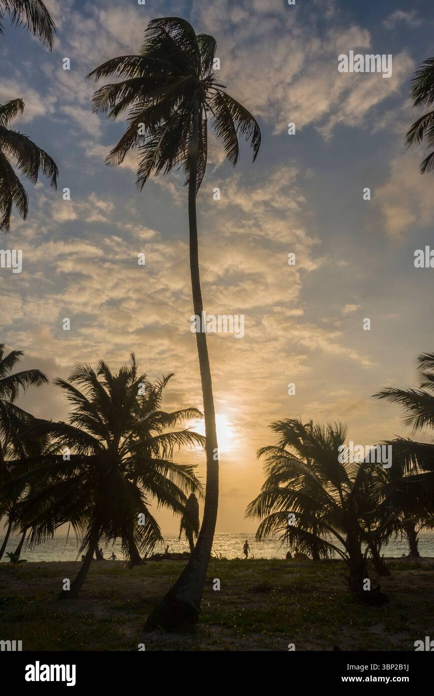 Setting sun palm tree hi-res stock photography and images - Alamy