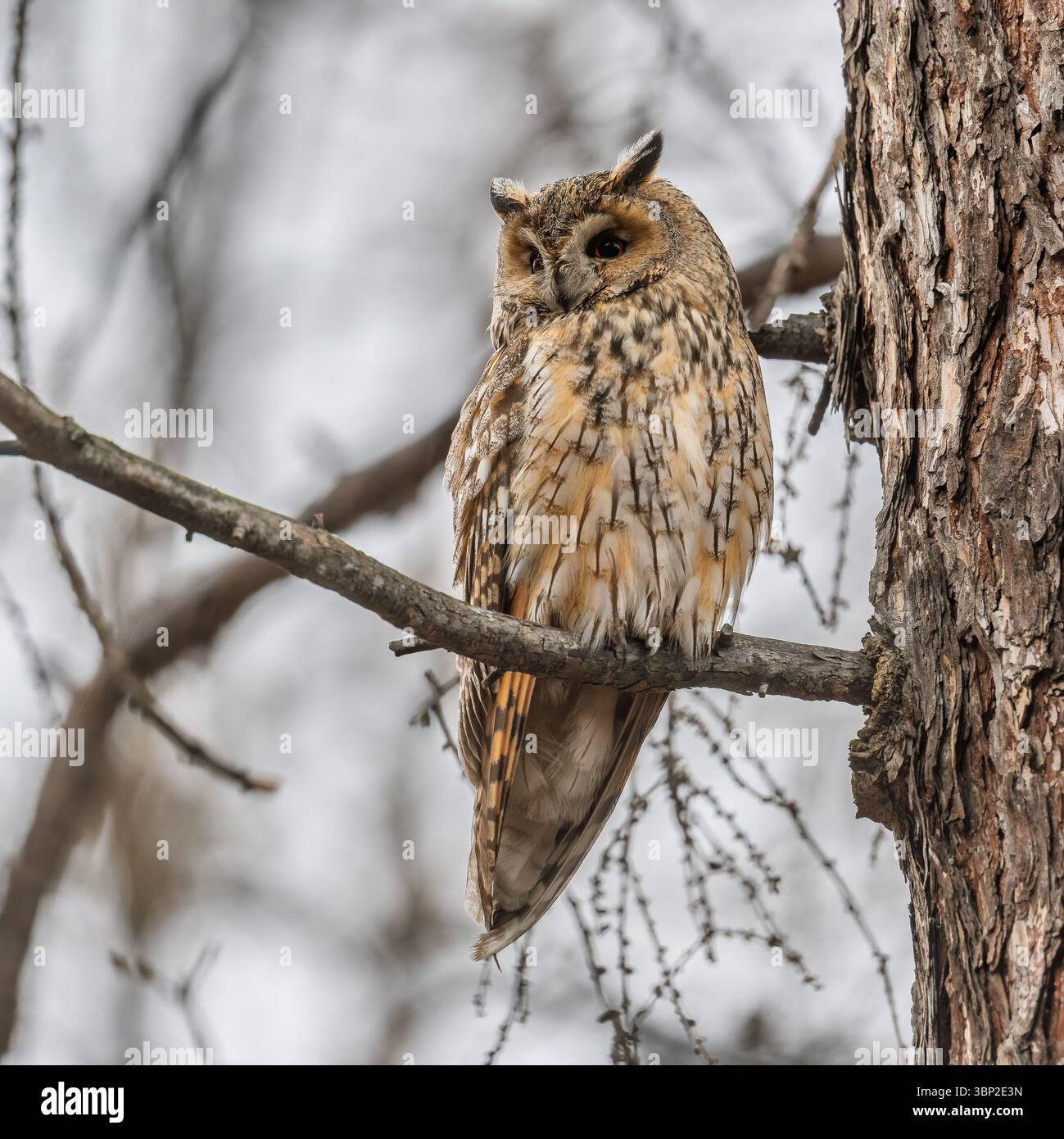 Long-eared owl looking forward with wide opened eyes. Long-eared owl ...