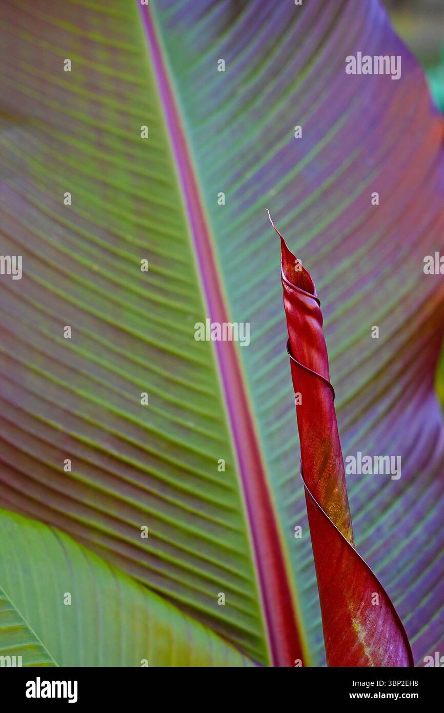 Musa Red Abyssinian Banana - Ensete ventricosum Maurelli Stock Photo ...