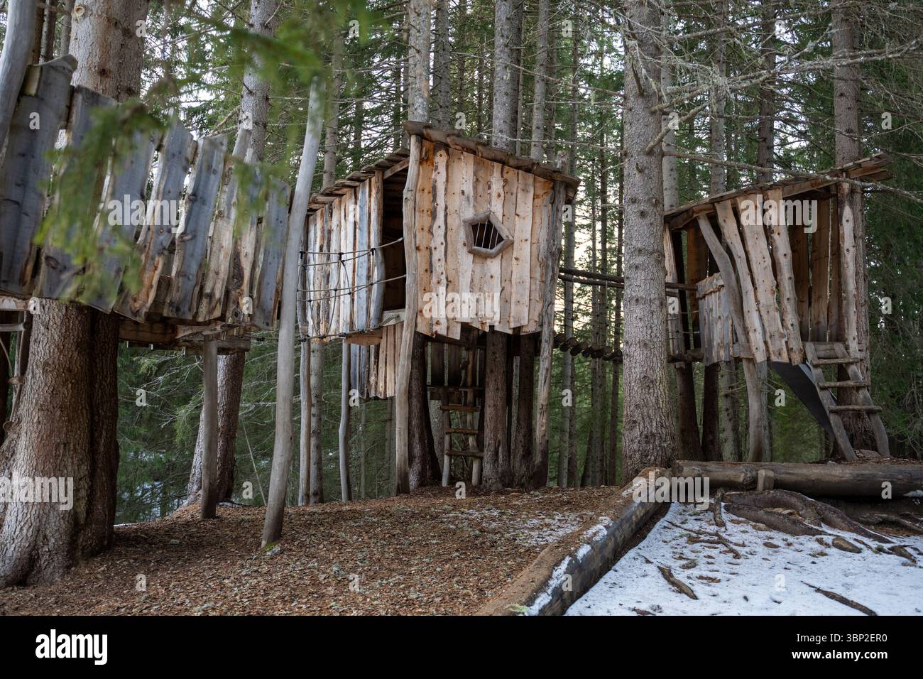 A group of tree houses are built in a forest. The houses are made of ...