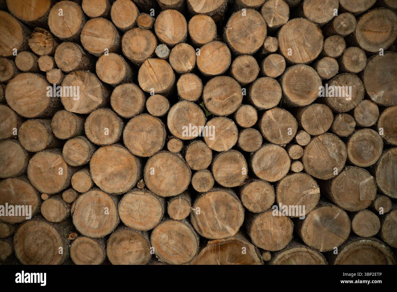 A large pile of wood logs, with some of them being cut in half. The ...