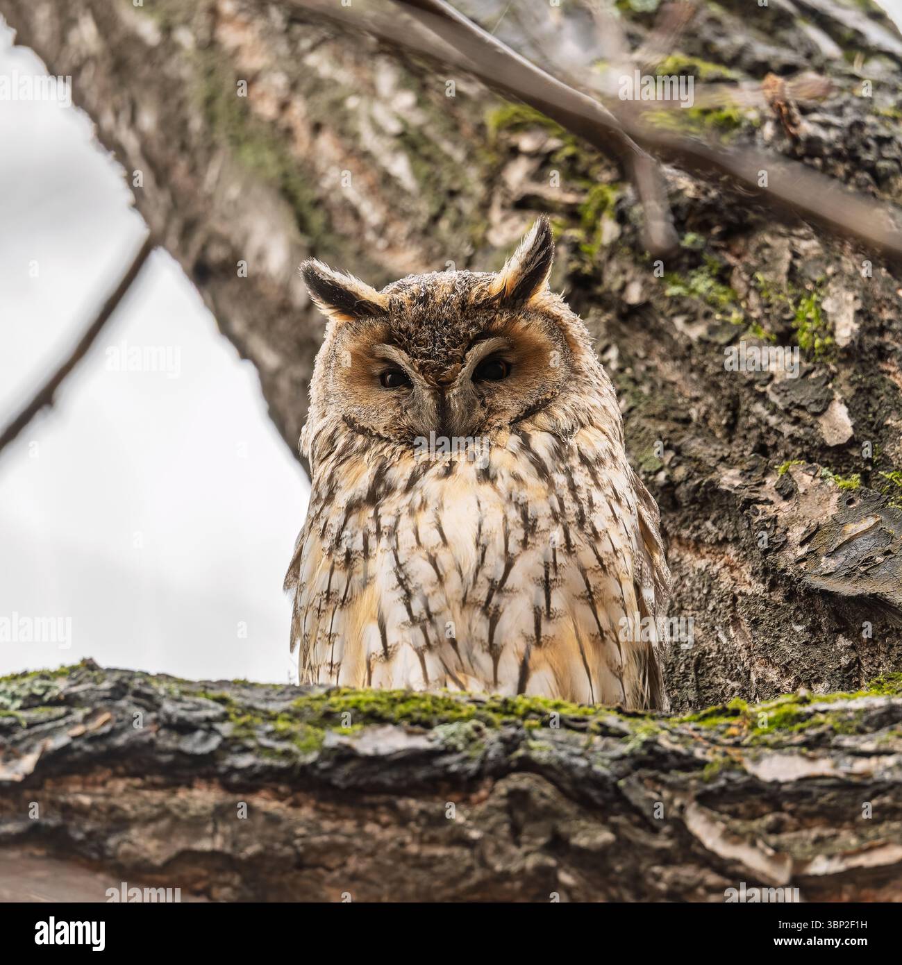 Long-eared owl looking forward with wide opened eyes. Long-eared owl ...