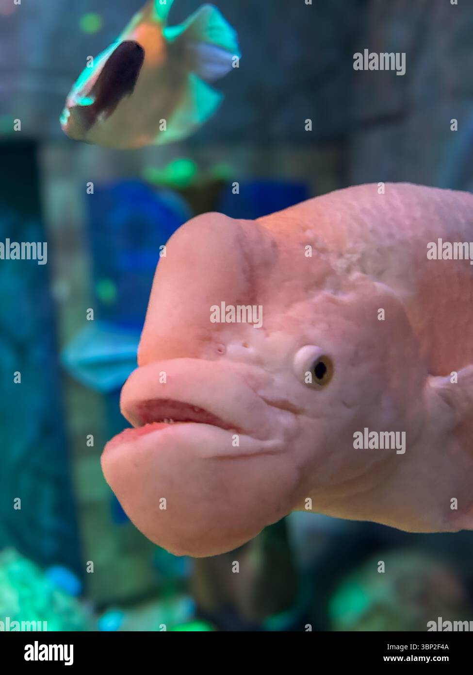 Fish with teeth and big lips hi-res stock photography and images - Alamy