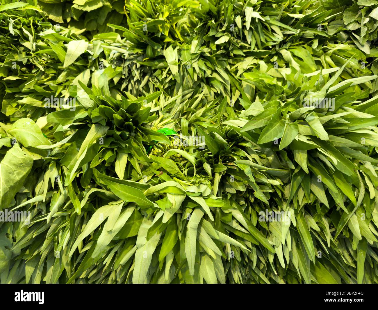 Close-up of a pile of fresh, green water spinach (Ipomoea aquatica ...